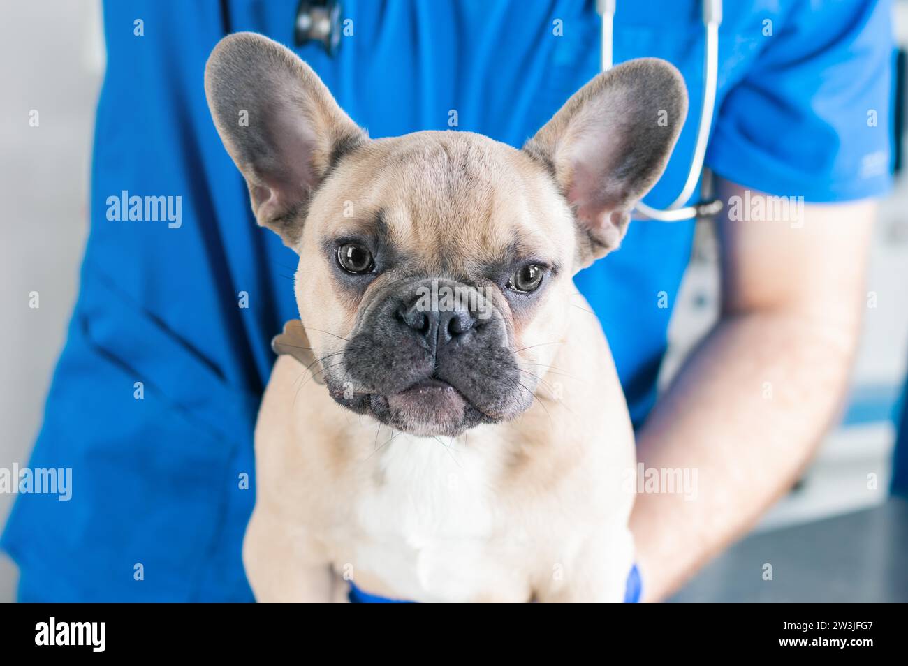 Portrait of a French Bulldog. Veterinary medicine concept. Pedigree ...