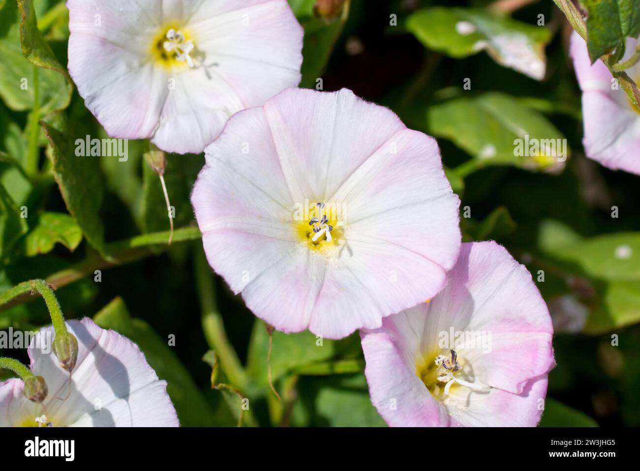 Field Bindweed (convolvulus arvensis), close up focusing on a single ...