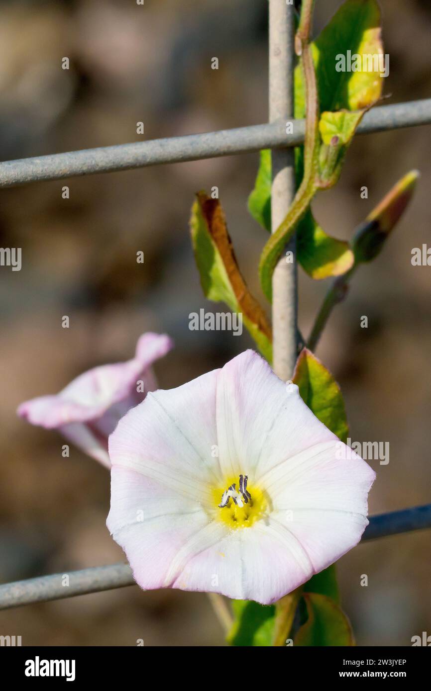 Field Bindweed (convolvulus arvensis), close up showing a single pink ...