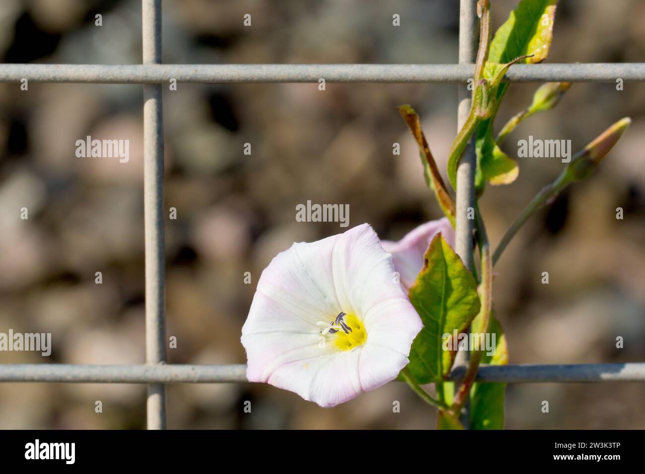 Field Bindweed (convolvulus arvensis), close up showing a single pink ...