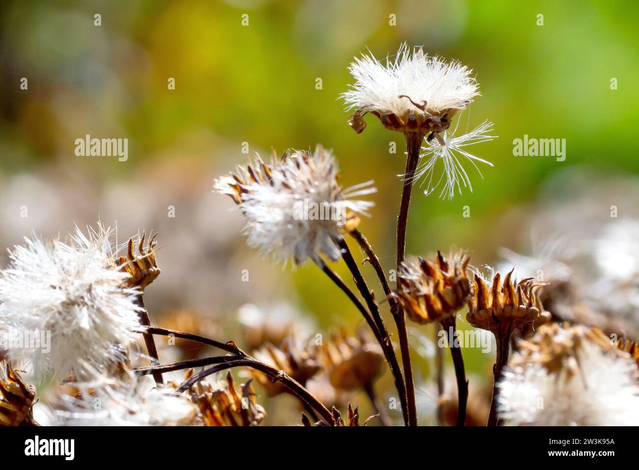 Common Ragwort (senecio jacobaea), close up showing the seedheads of ...