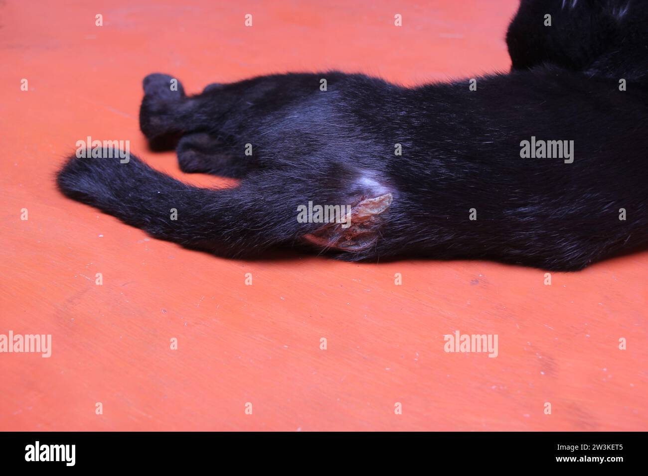 Injured cat hi-res stock photography and images - Alamy