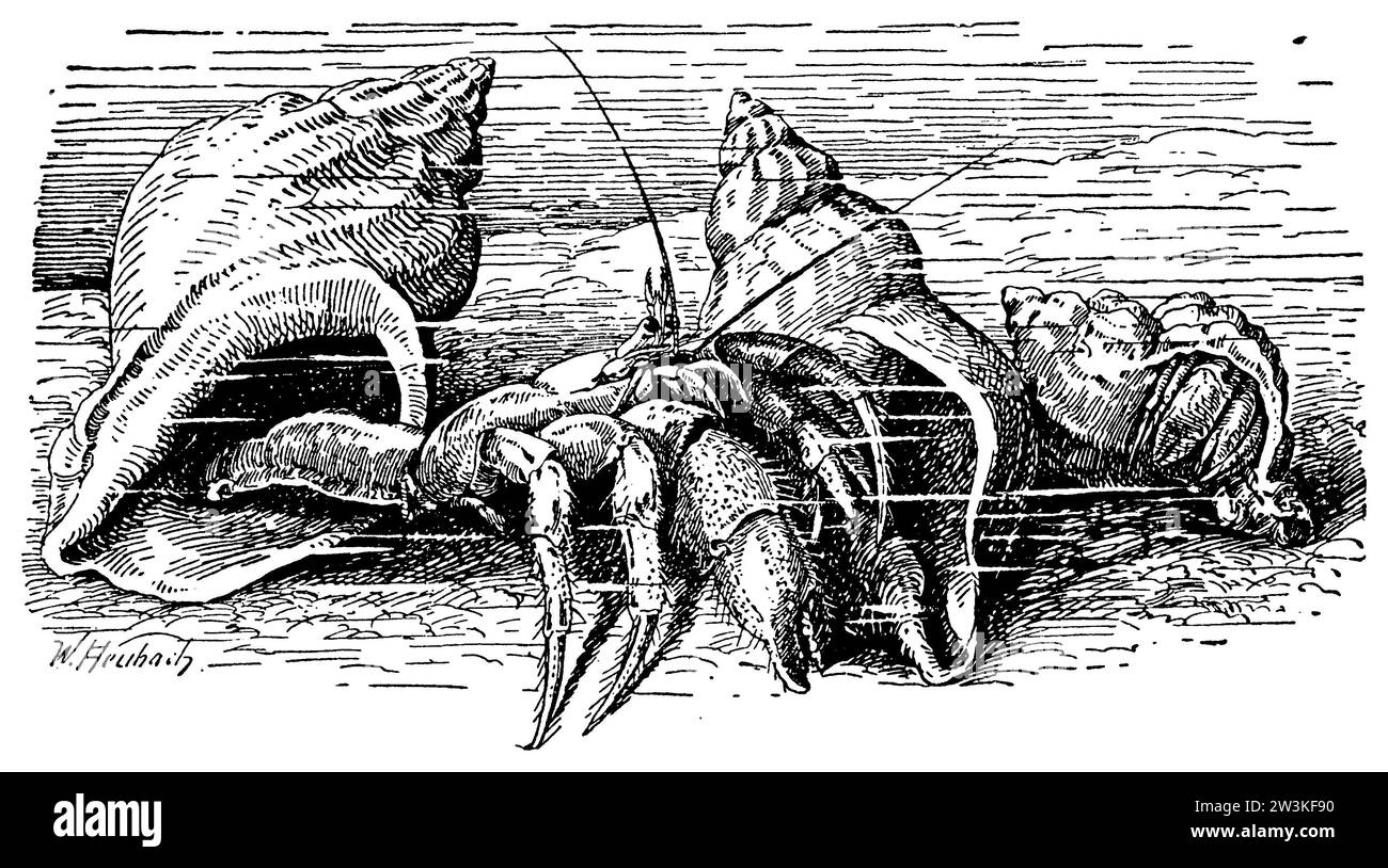 Gemeiner einsiedlerkrebs hi-res stock photography and images - Alamy