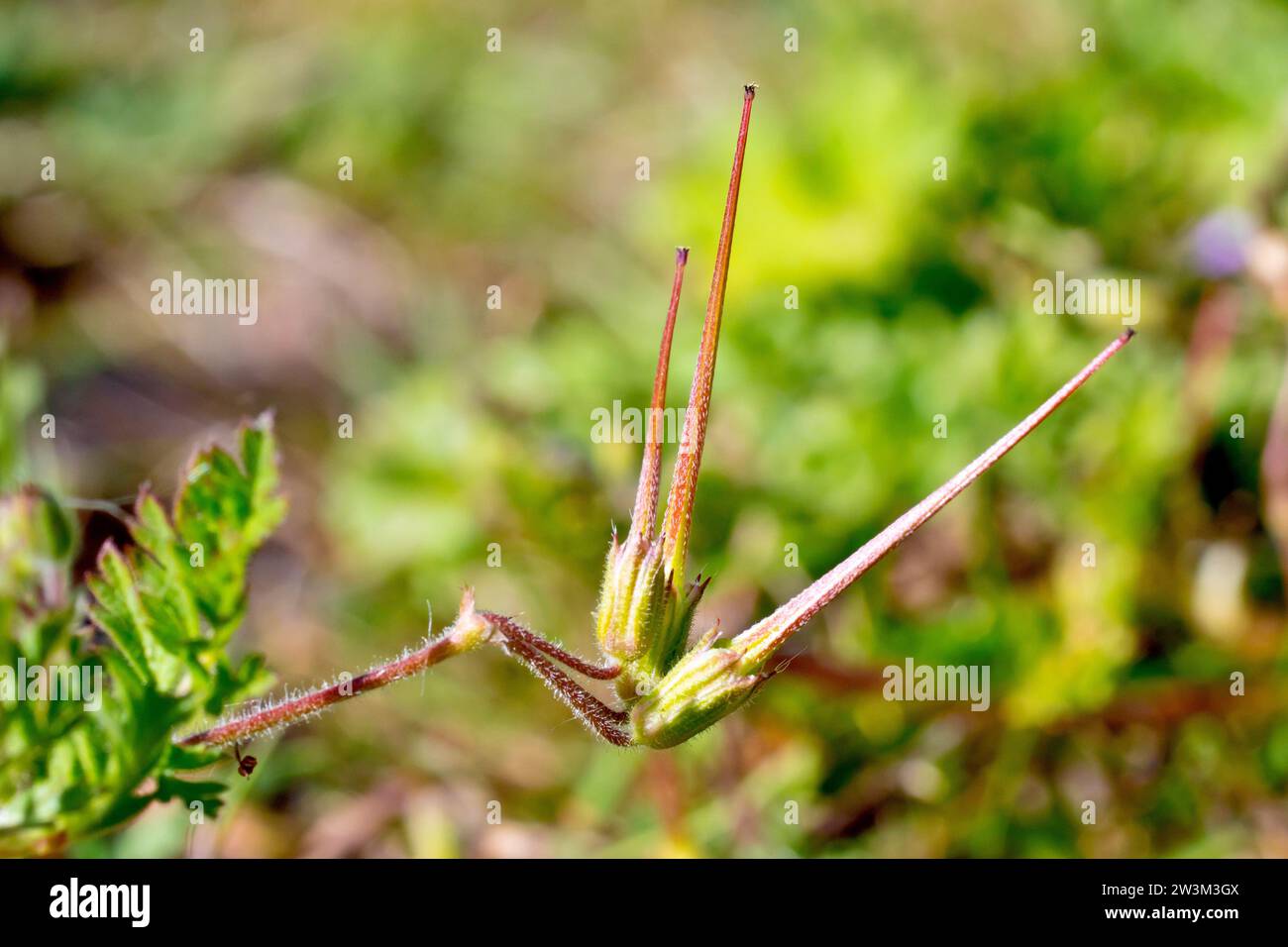 Common Storksbill (erodium cicutarium), close up showing the long ...