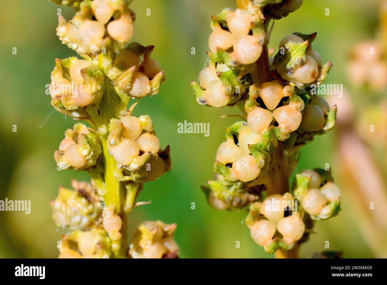 Wild rocket seed hi-res stock photography and images - Alamy