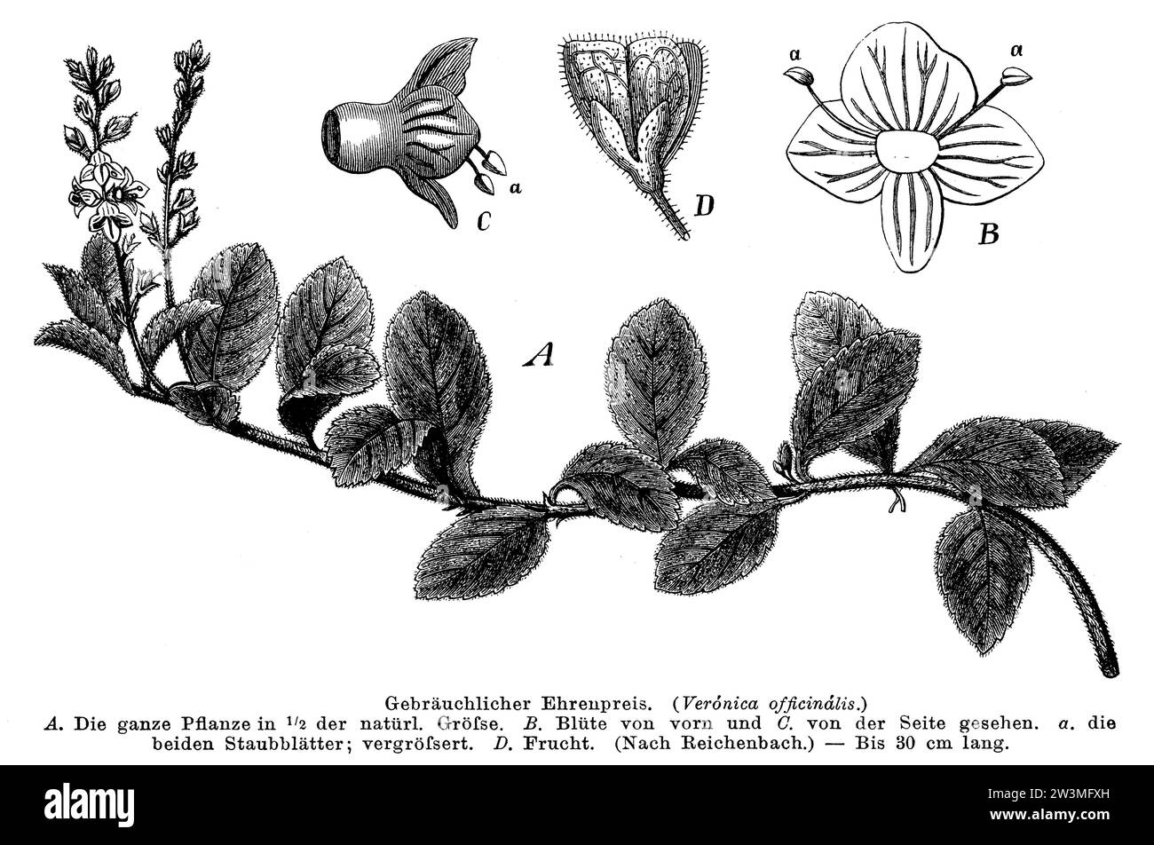 Heath Speedwell Veronica Officinalis Anonym Botany Book 1884 5873
