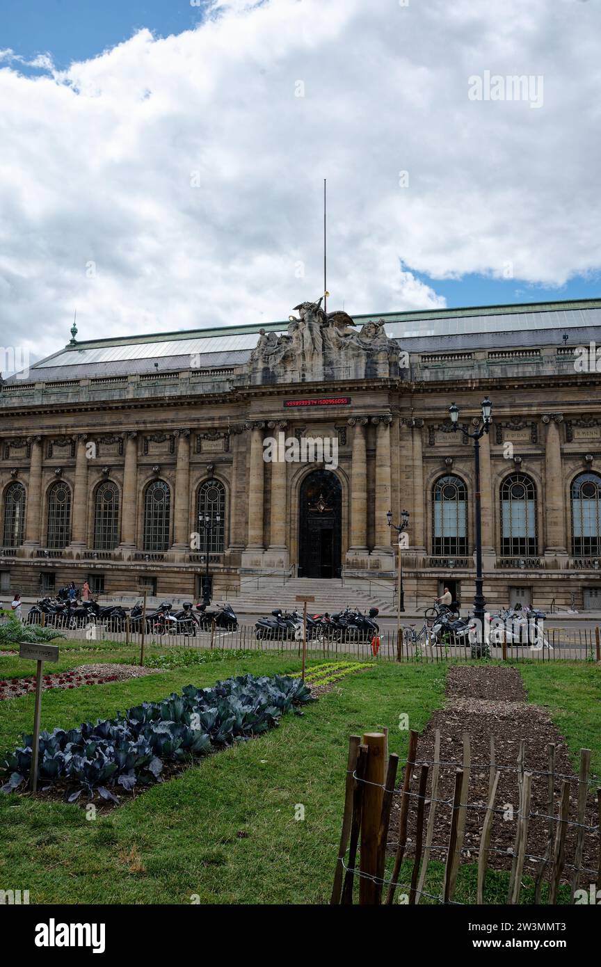 Vibrant purple cabbage patch amidst green grass, urban gardening at ...