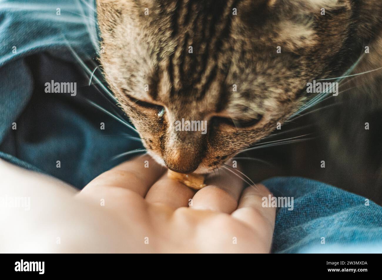 Portrait of a bengal cat. Suppuration of the eye. Conjunctivitis ...