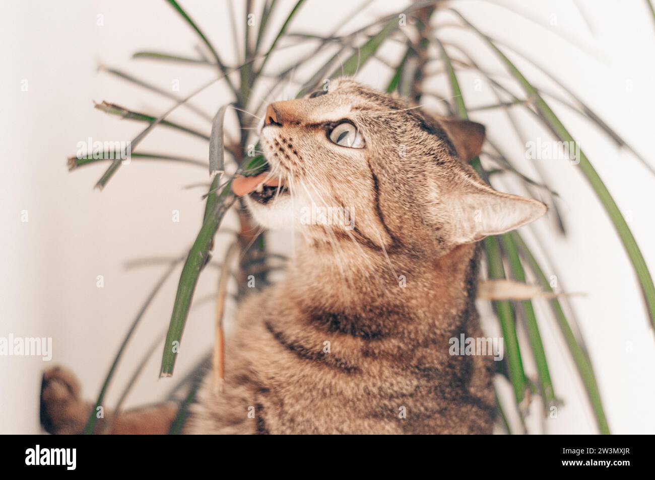 Bengal cat eating a domestic flower. The concept of proper and balanced ...