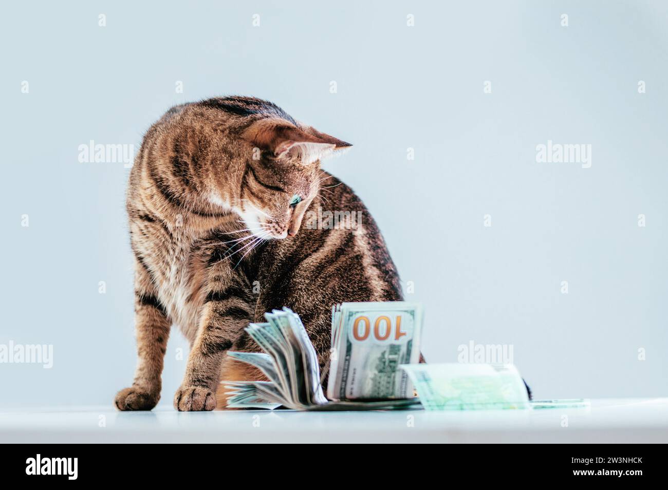 Cat on a background of a bundle of money. Animal donation concept ...