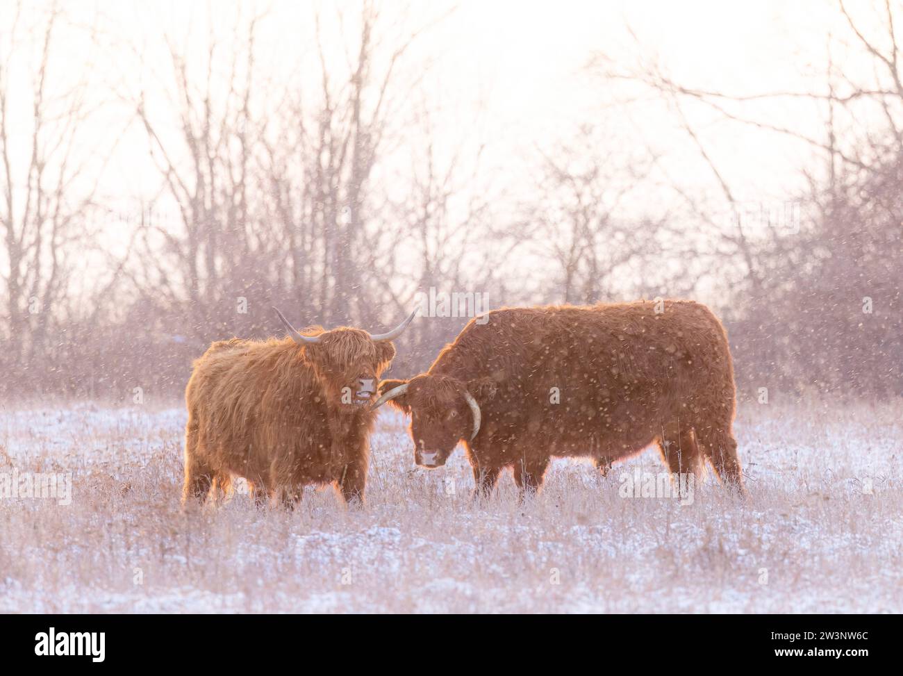 Highland cattle standing in a snowy field in winter in Canada Stock ...