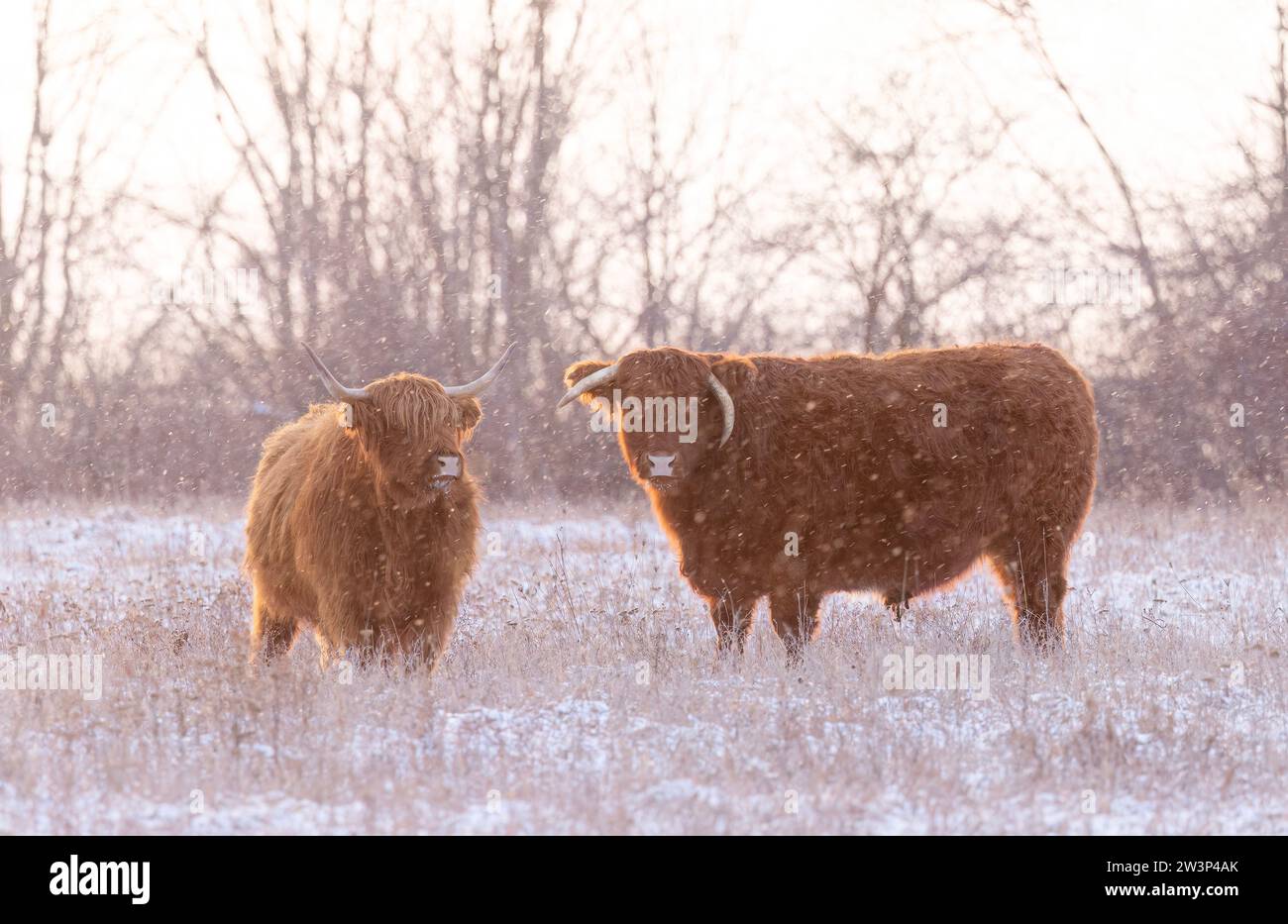 Highland cattle standing in a snowy field in winter in Canada Stock ...