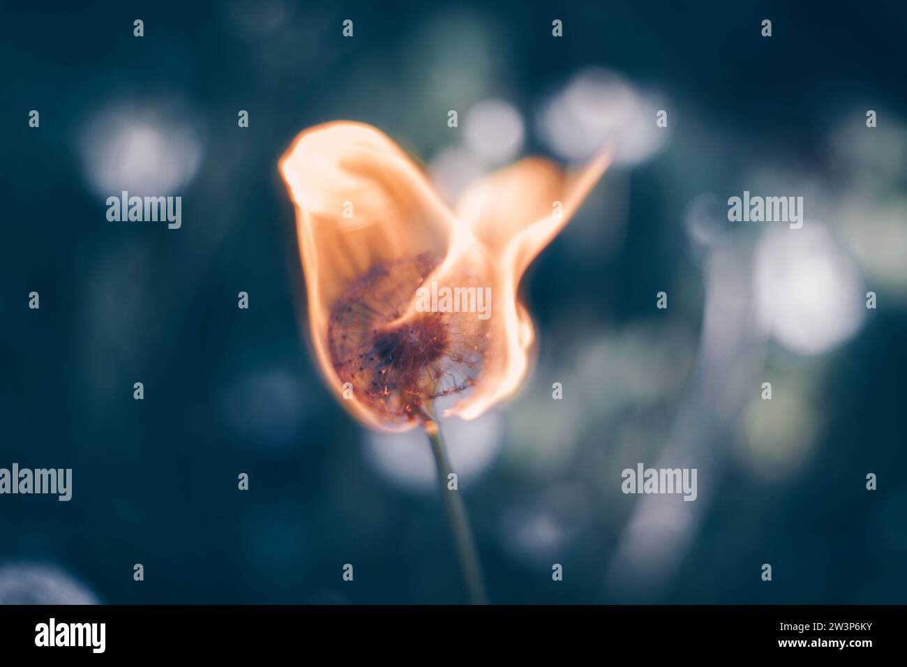 Tamron90mm hi-res stock photography and images - Alamy