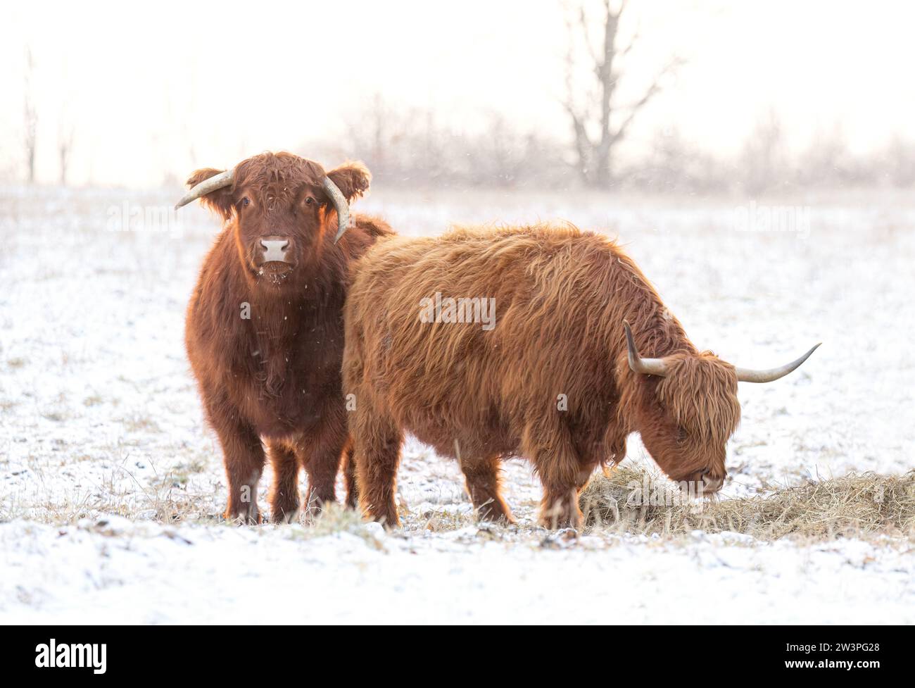 Highland cattle standing in a snowy field in winter in Canada Stock ...