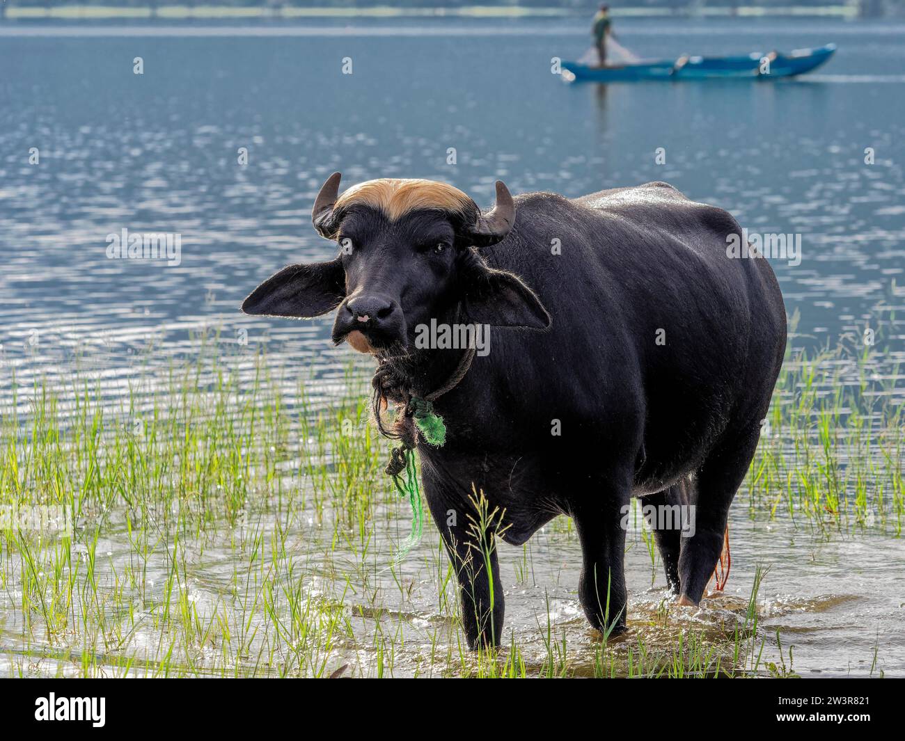 Buffalo lankan hi-res stock photography and images - Alamy