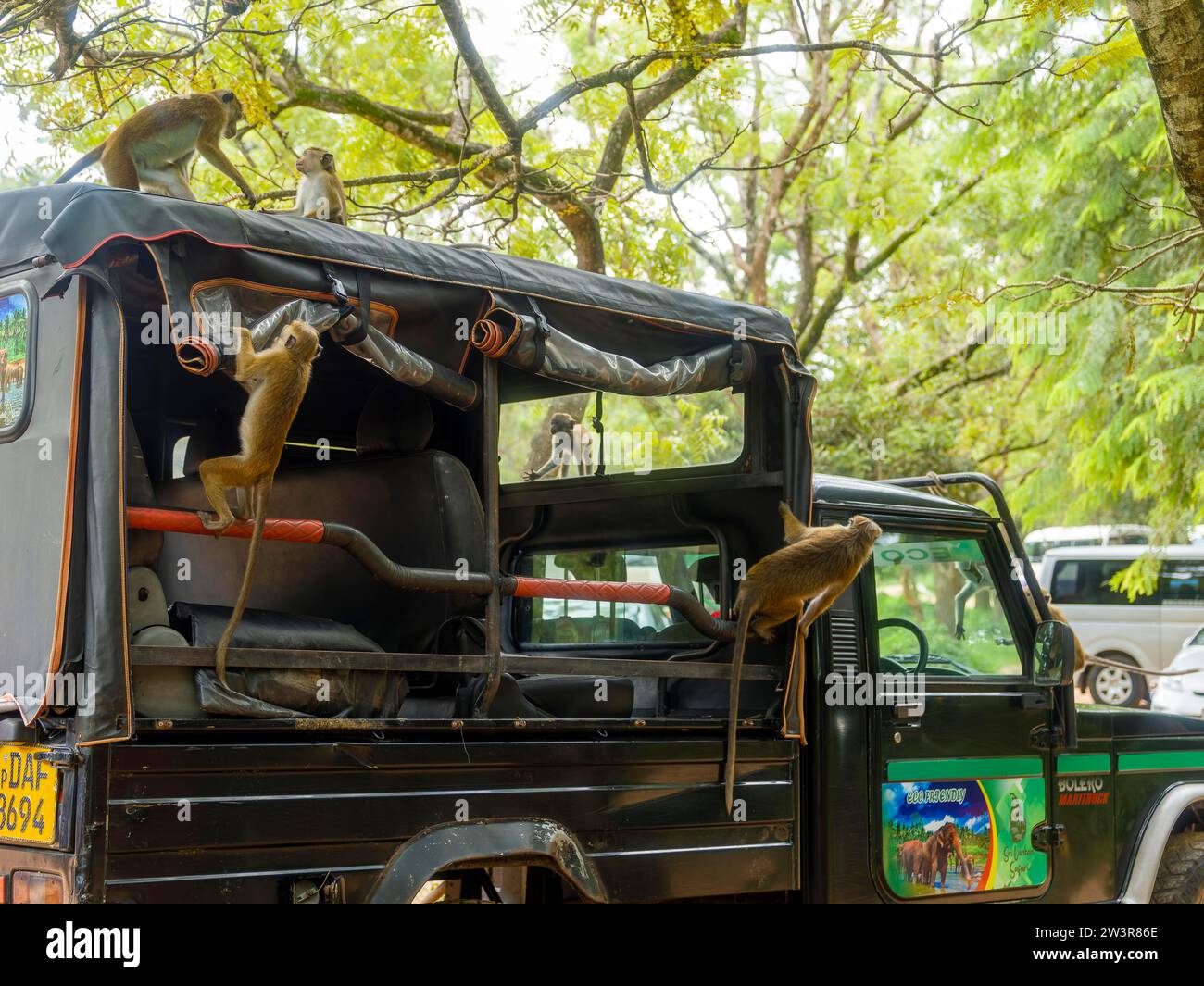 Monkeys attack a safari off-road vehicle, Sri Lanka Stock Photo - Alamy