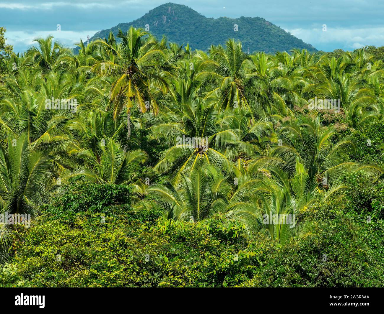Green palm trees and dense palm grove, Sri Lanka Stock Photo - Alamy