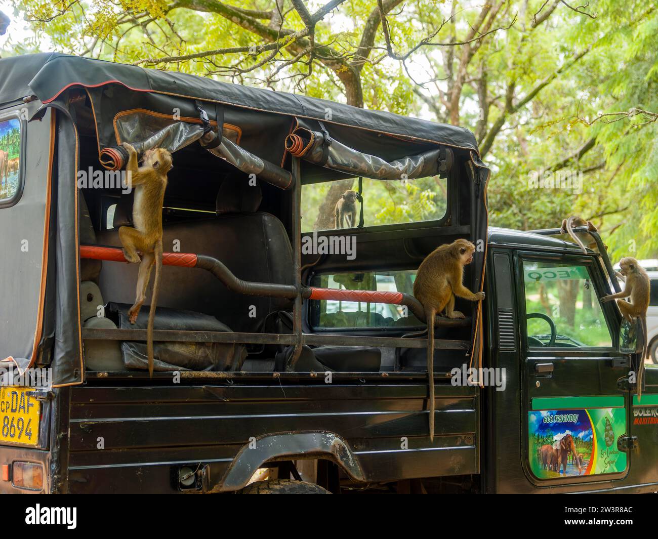 Safari sri lanka hi-res stock photography and images - Alamy