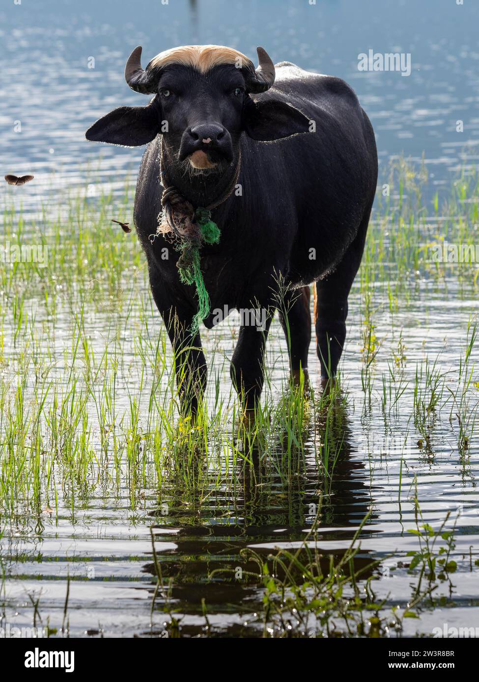 Sri lankan cattle hi-res stock photography and images - Alamy