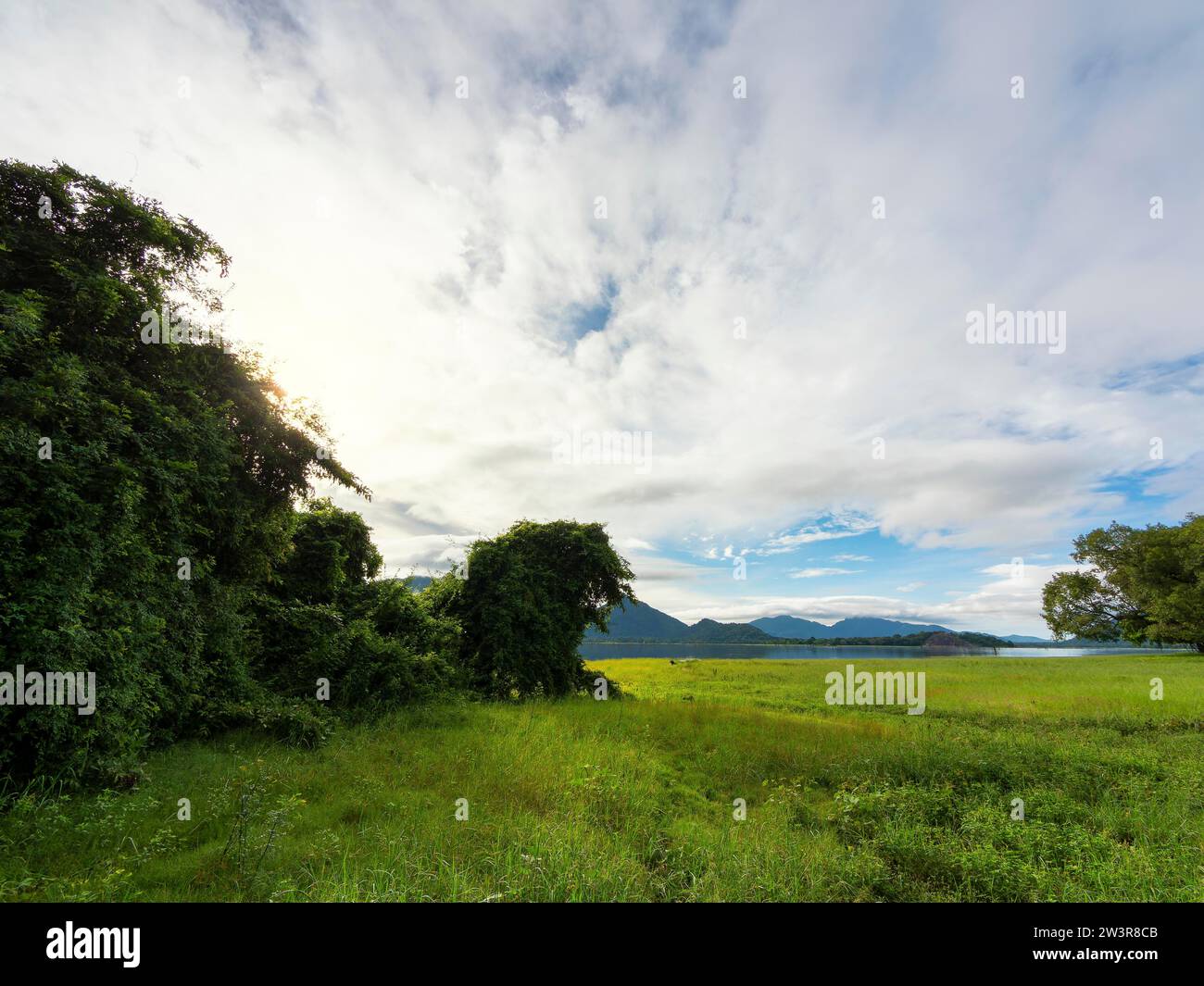 Primeval forest trees and grasslands, Kandalama Lake, Dambulla, Sri ...