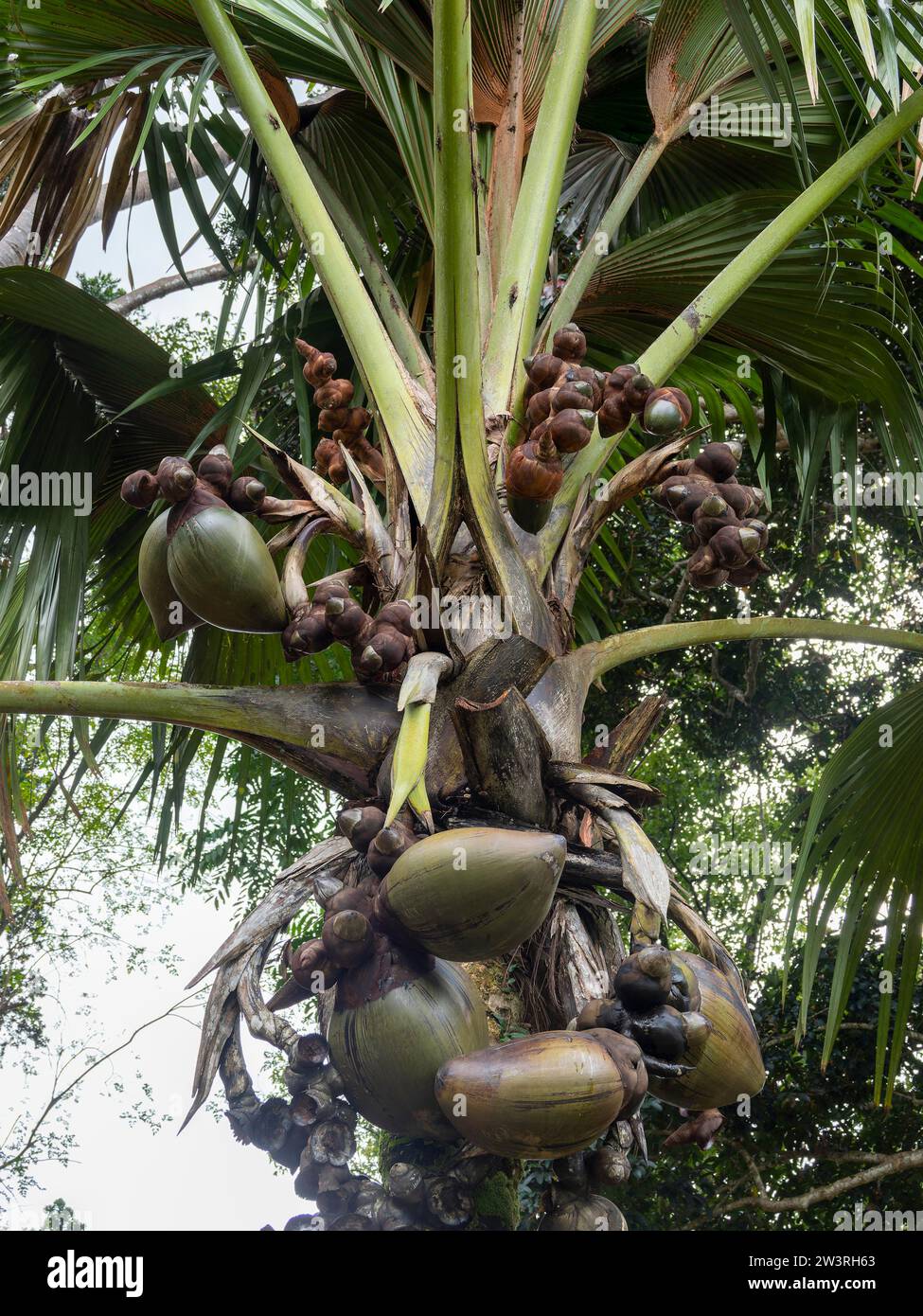 Coco de Mer (Lodoicea maldivica) of the Seychelles palm, Kandy ...
