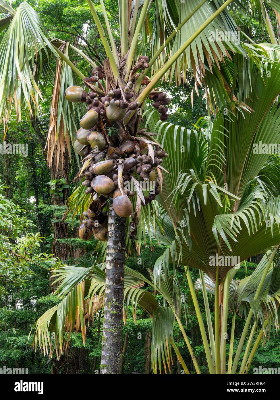 Coco de Mer (Lodoicea maldivica) of the Seychelles palm, Kandy ...