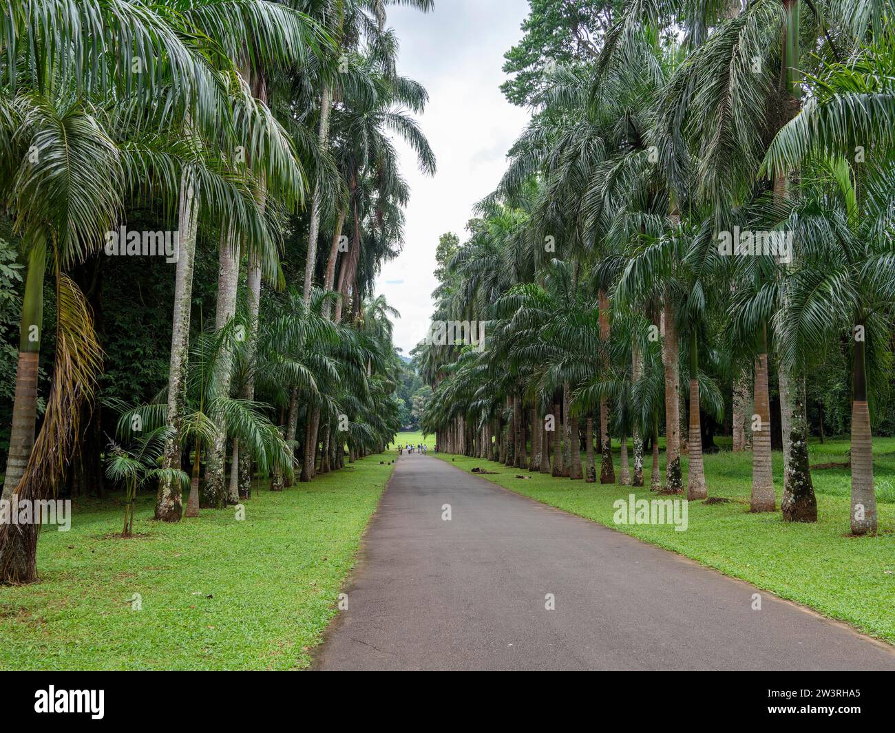 Avenue with royal palms, Kandy Botanical Gardens, Sri Lanka Stock Photo ...