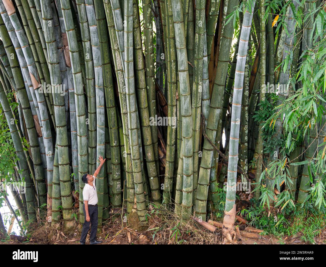 Giant bamboo (Dendrocalamus giganteus), Kandy Botanical Gardens, Sri ...
