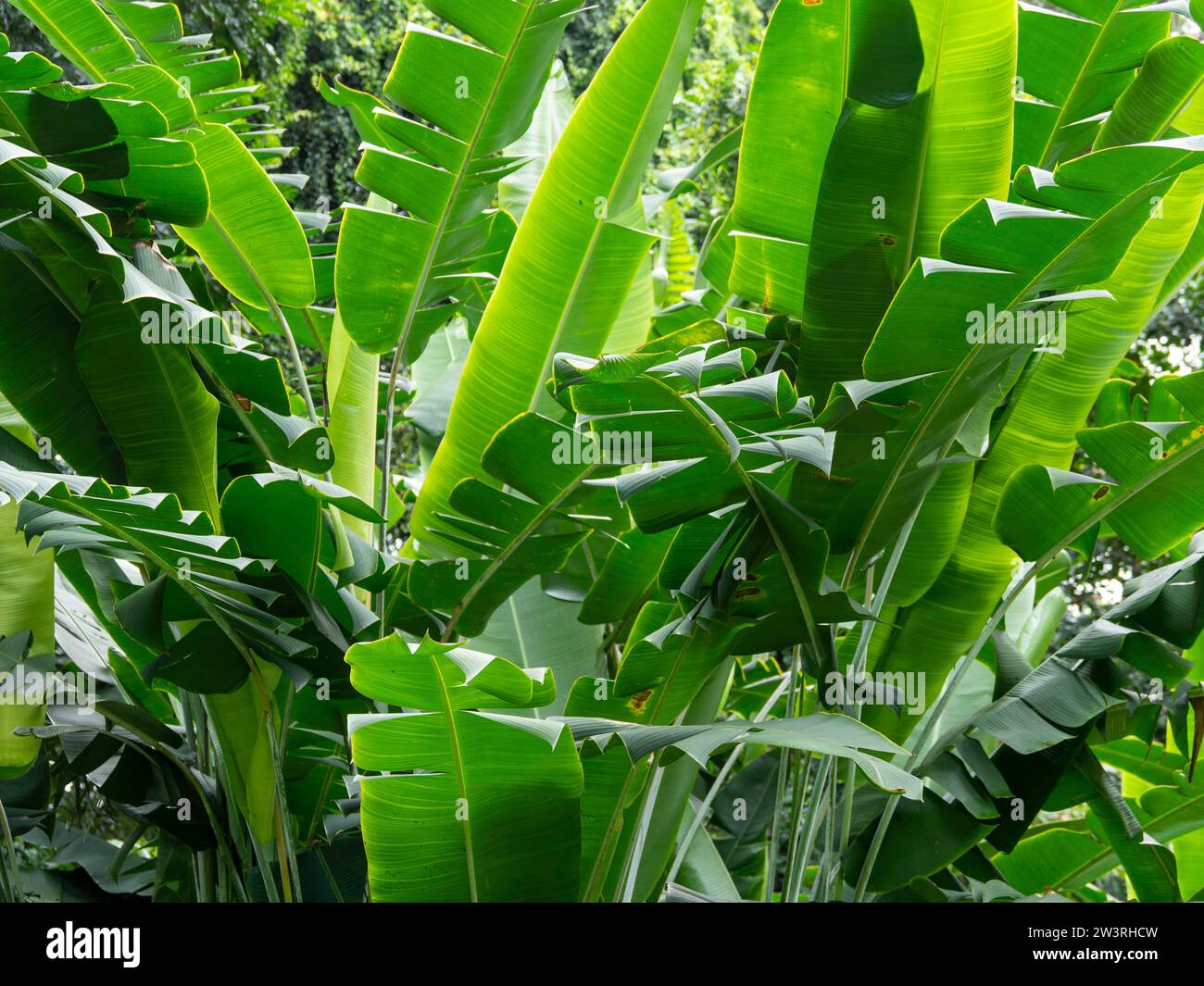 Banana leaves, wild bananas Stock Photo - Alamy