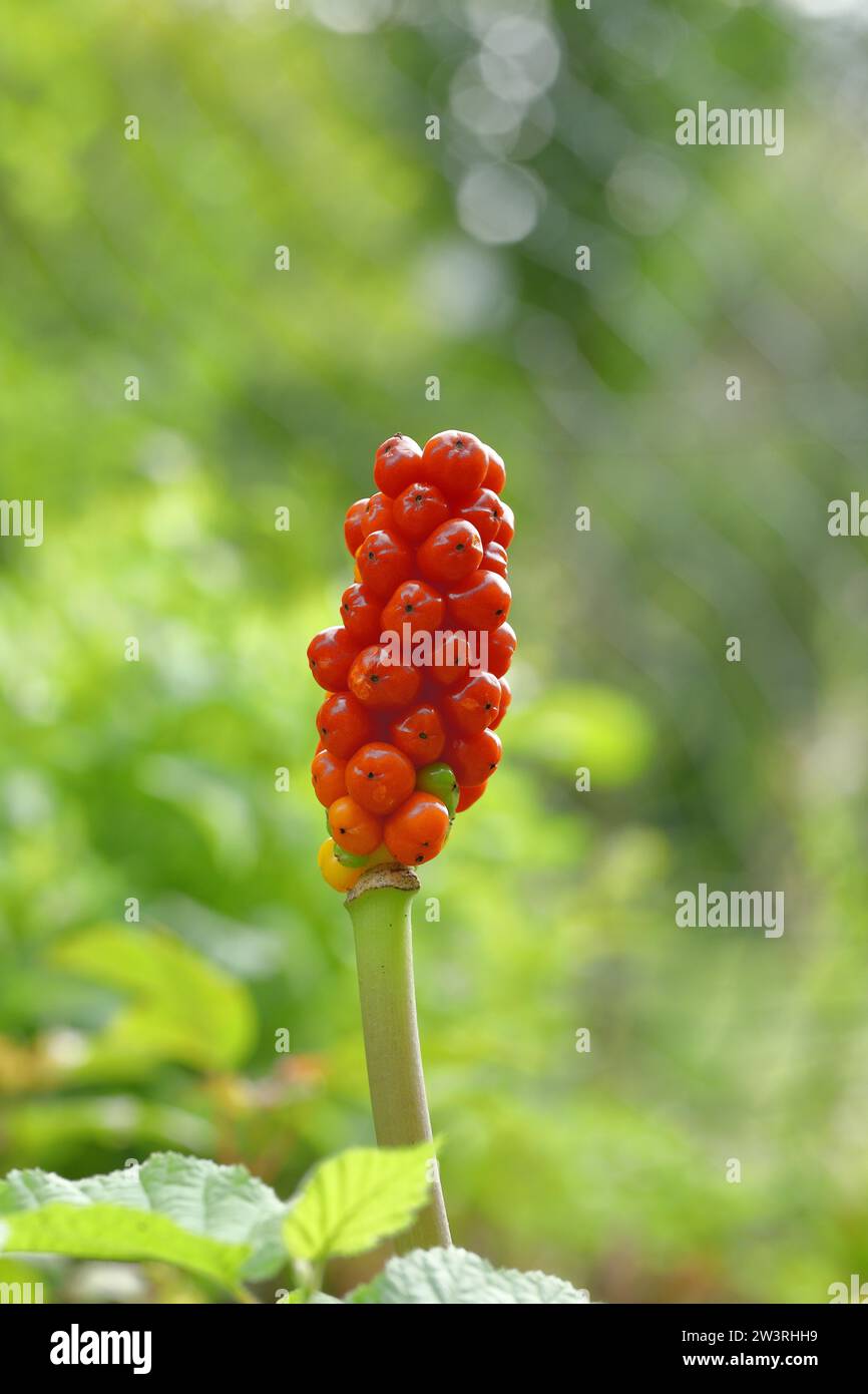 Red beech fruit hi-res stock photography and images - Alamy