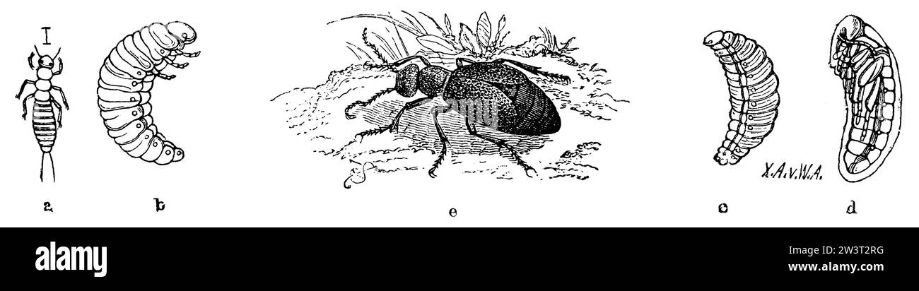 Oil beetle, a first larva, b second larva, c mock pupa, d pupa, e ...