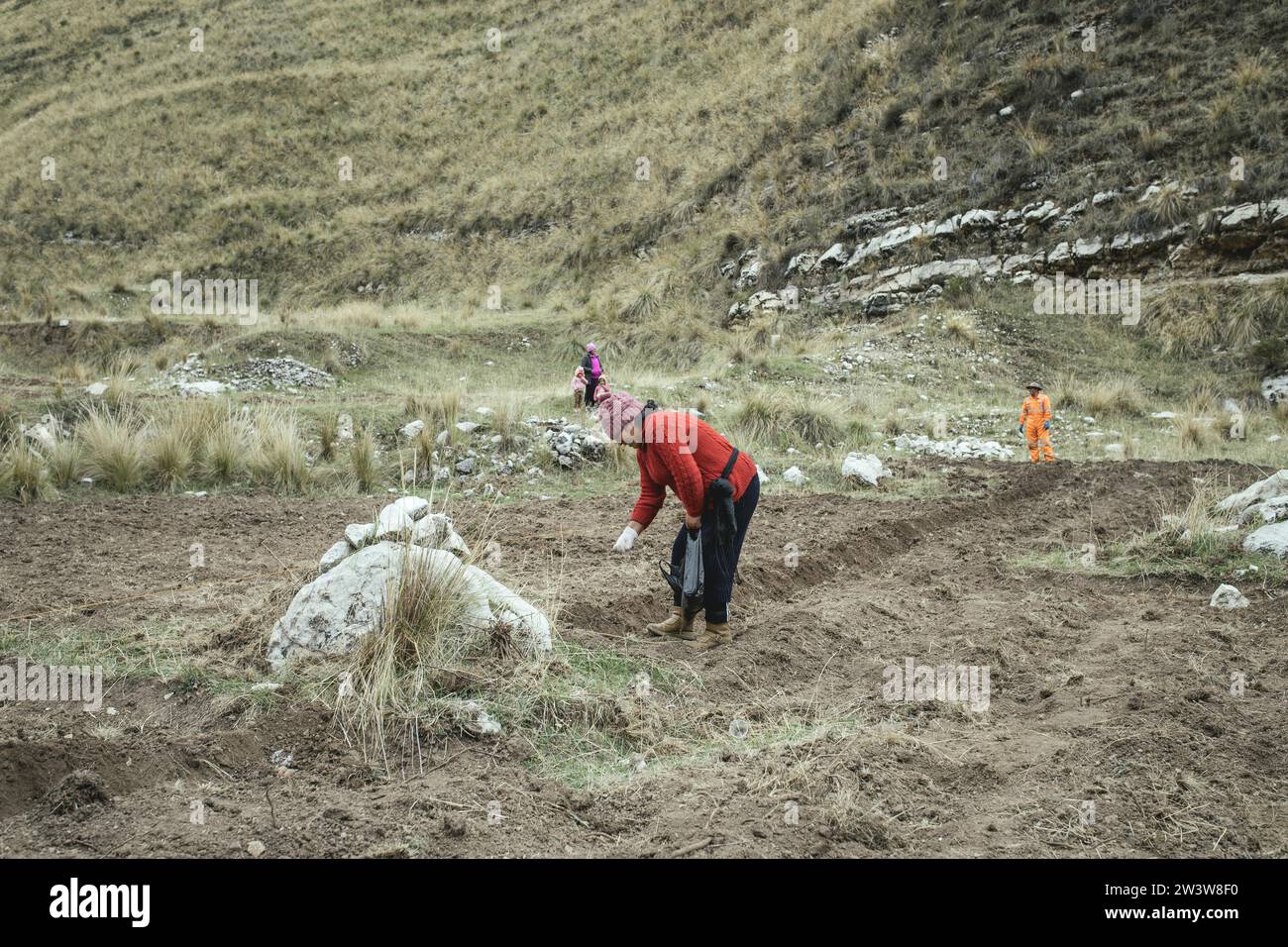 Farmer planting potatoes in a field, Andean highlands, La Oroya, Peru ...