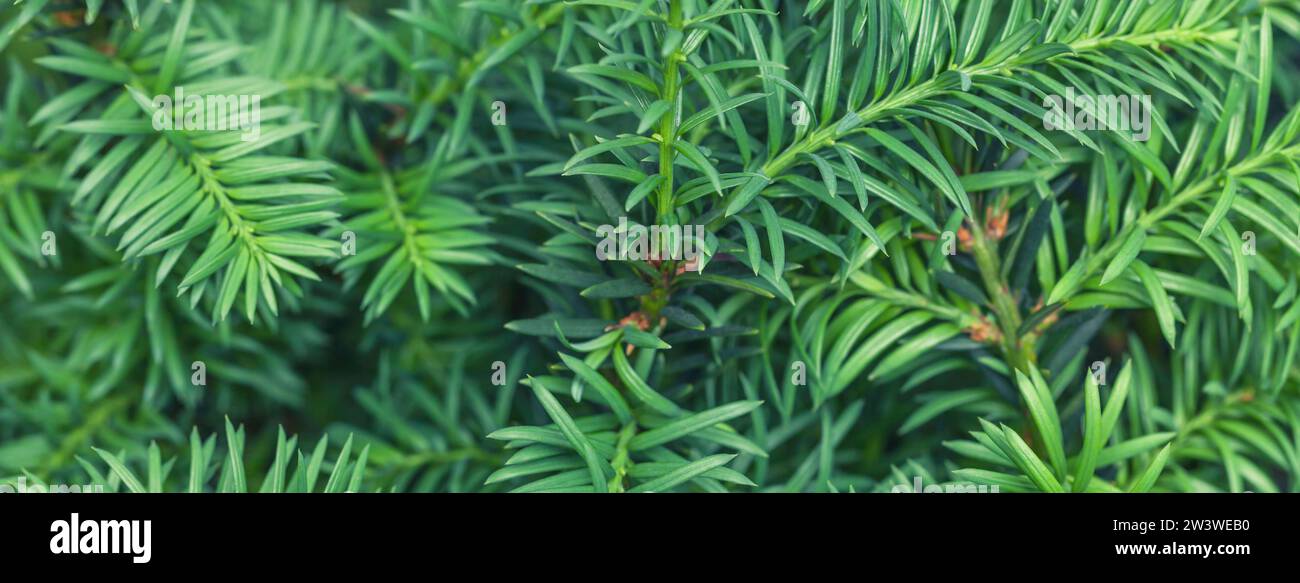 Blurred background from a spiny green rosemary plant close up. Spruce ...