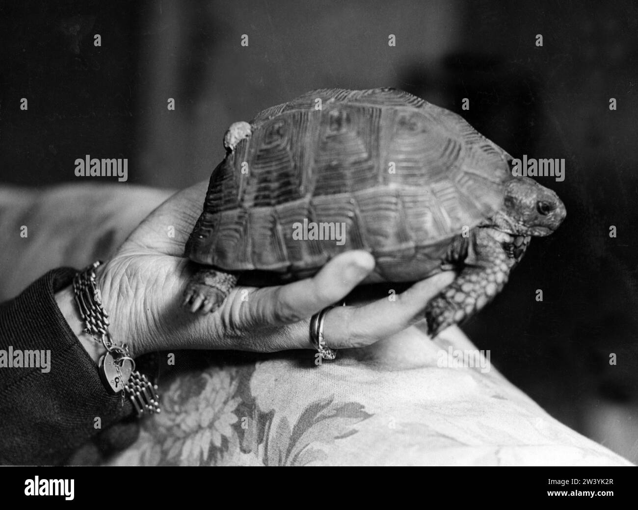 Official photograph taken on the British Western Front showing tortoise ...
