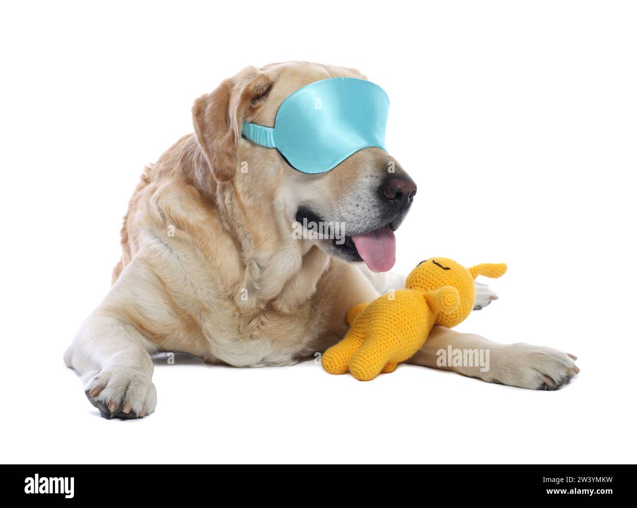 Cute Labrador Retriever with sleep mask and crocheted bunny resting on ...