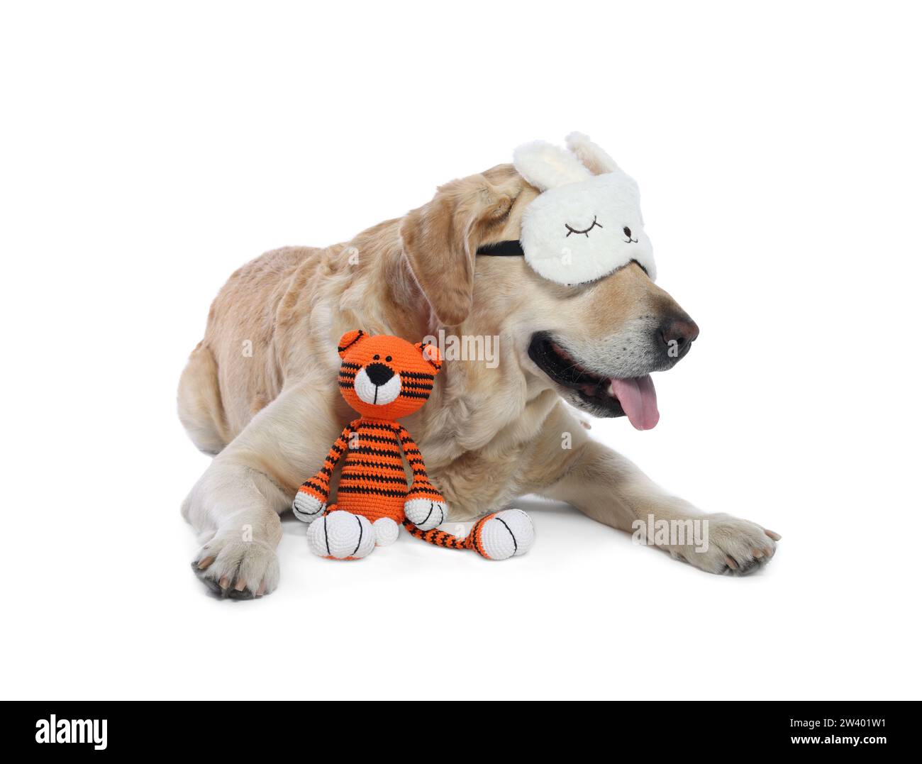 Cute Labrador Retriever with sleep mask and crocheted tiger resting on ...
