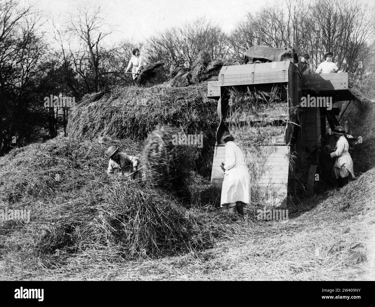 Official photograph showing female farmers (land girls) making hay ...