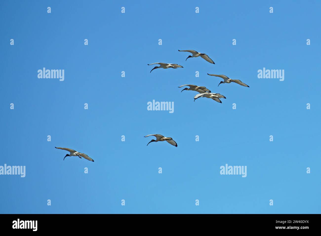 some specimens of african sacred ibis in flight in south of umbria ...
