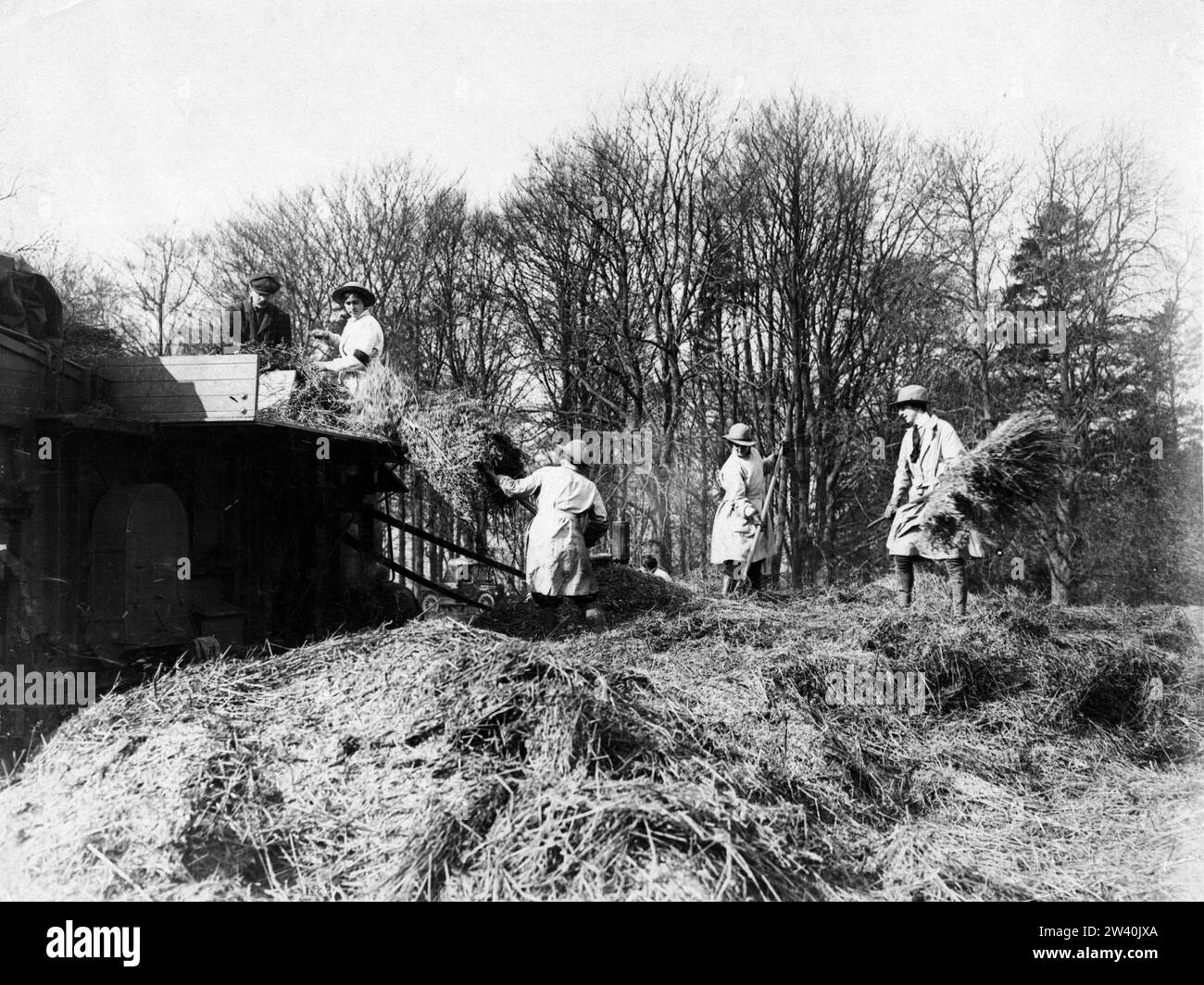 Official photograph showing female farmers (land girls) making hay ...