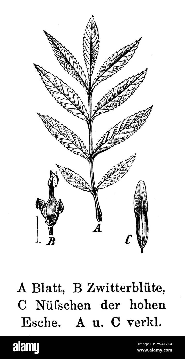 ash, leaf, hermaphrodite flower, nutlet, Fraxinus excelsior, anonym ...