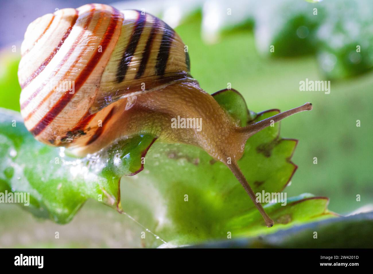 Larg snail hi-res stock photography and images - Alamy