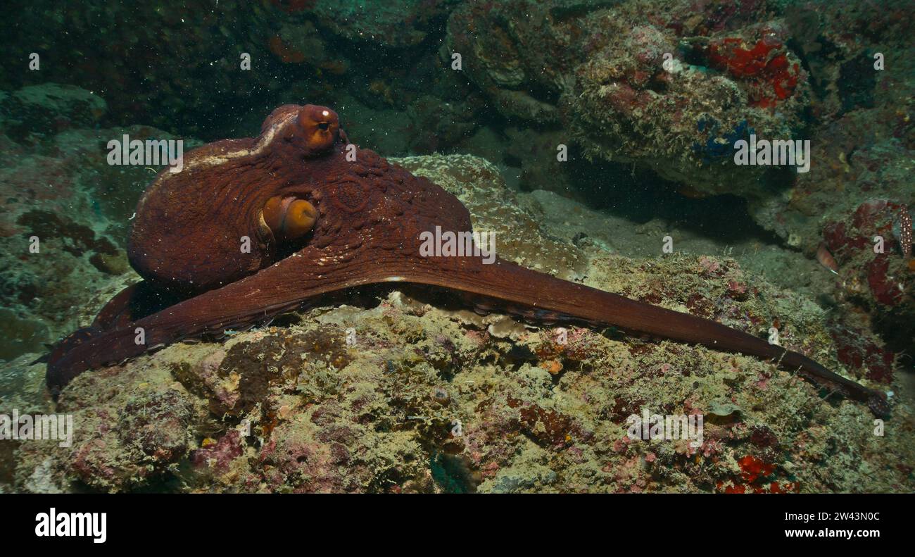 side view of red coloured day octopus stretching out its arms to move ...