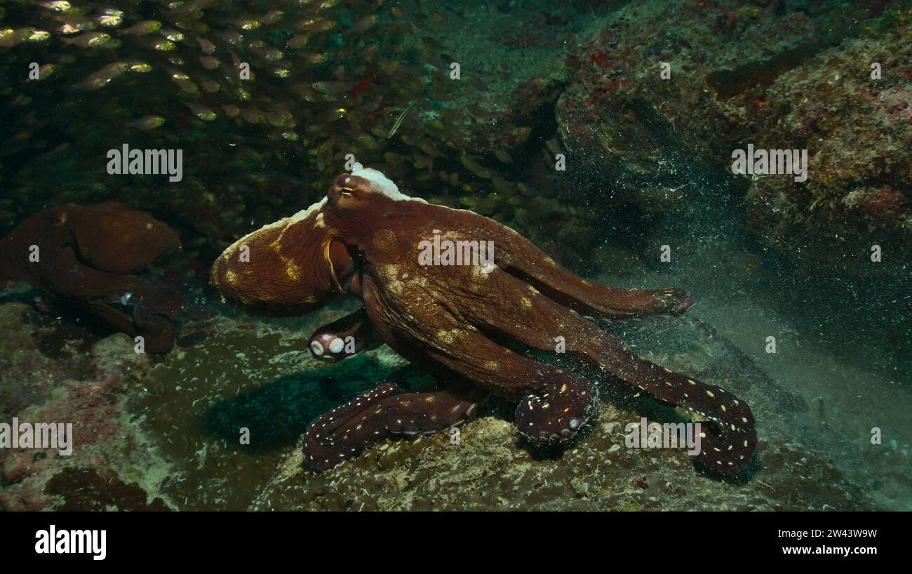 Octopus tentacles arms siphon hi-res stock photography and images - Alamy