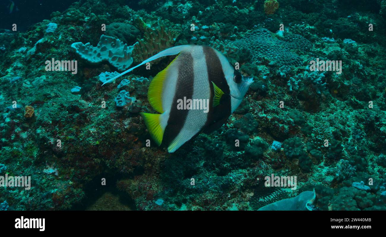 longfin bannerfish swimming in the coral reefs of watamu marine park ...