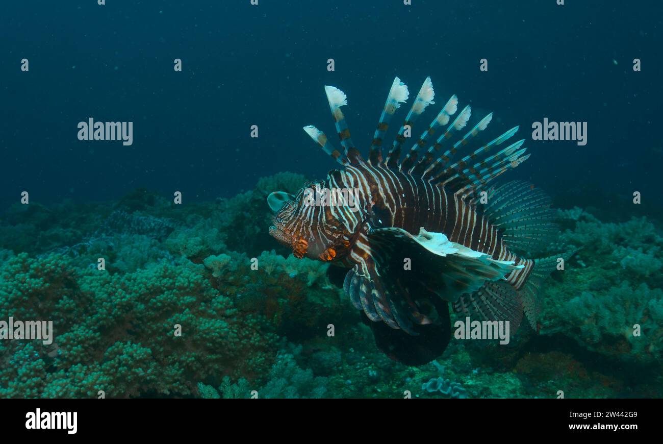 common lionfish swimming in open water amongst the healthy coral reefs ...