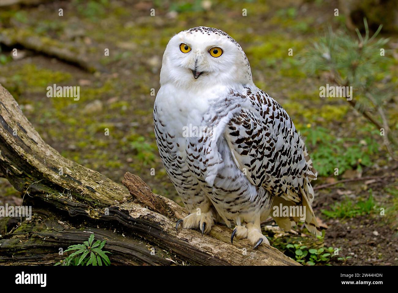 Schnee-Eule (Bubo scandiacus, Nyctea scandiaca) Portrait, Skandinavien ...