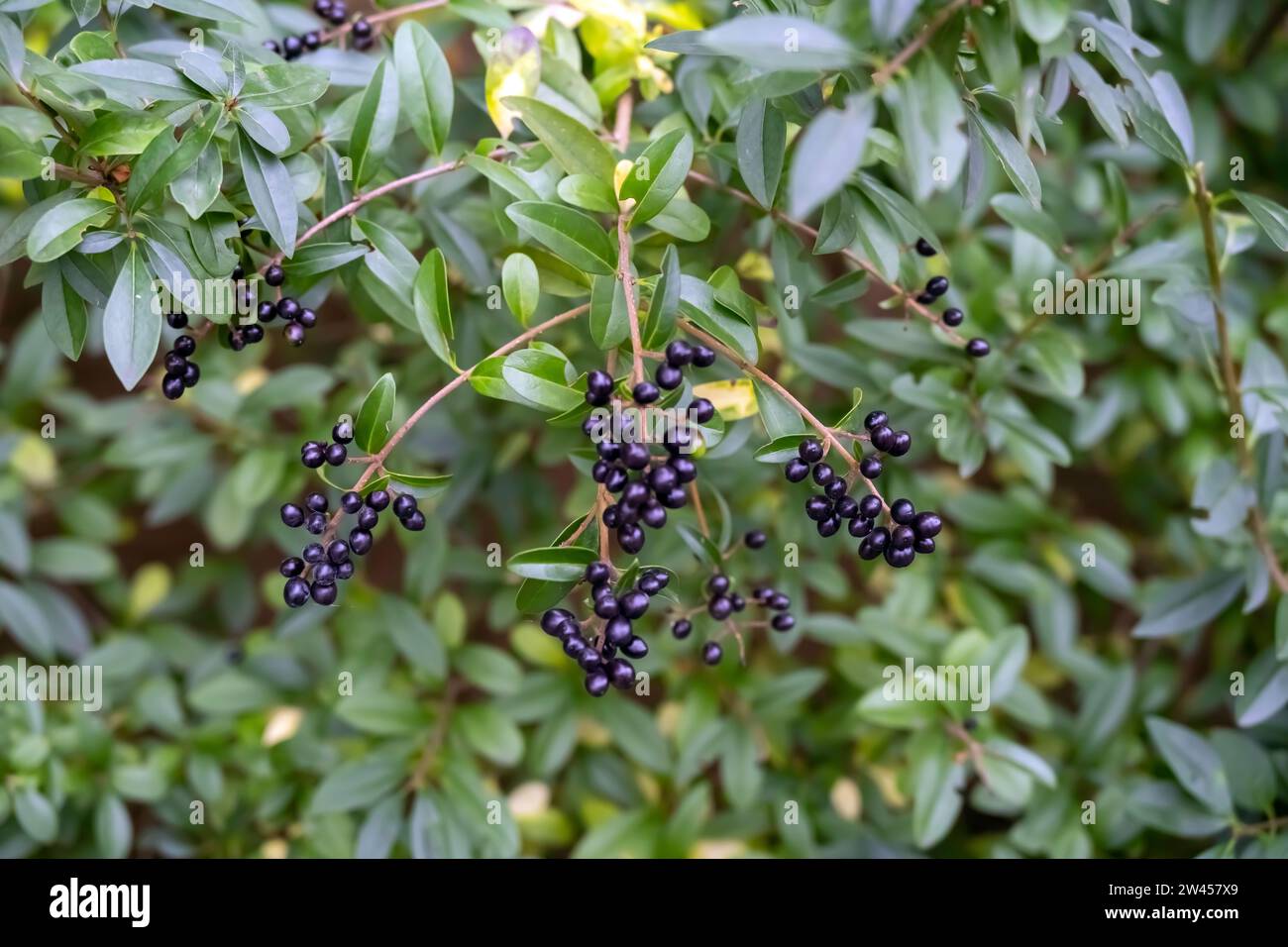 Ligusterhecke mit Beeren, Ligustrum vulgare / Privet hedge with berries ...