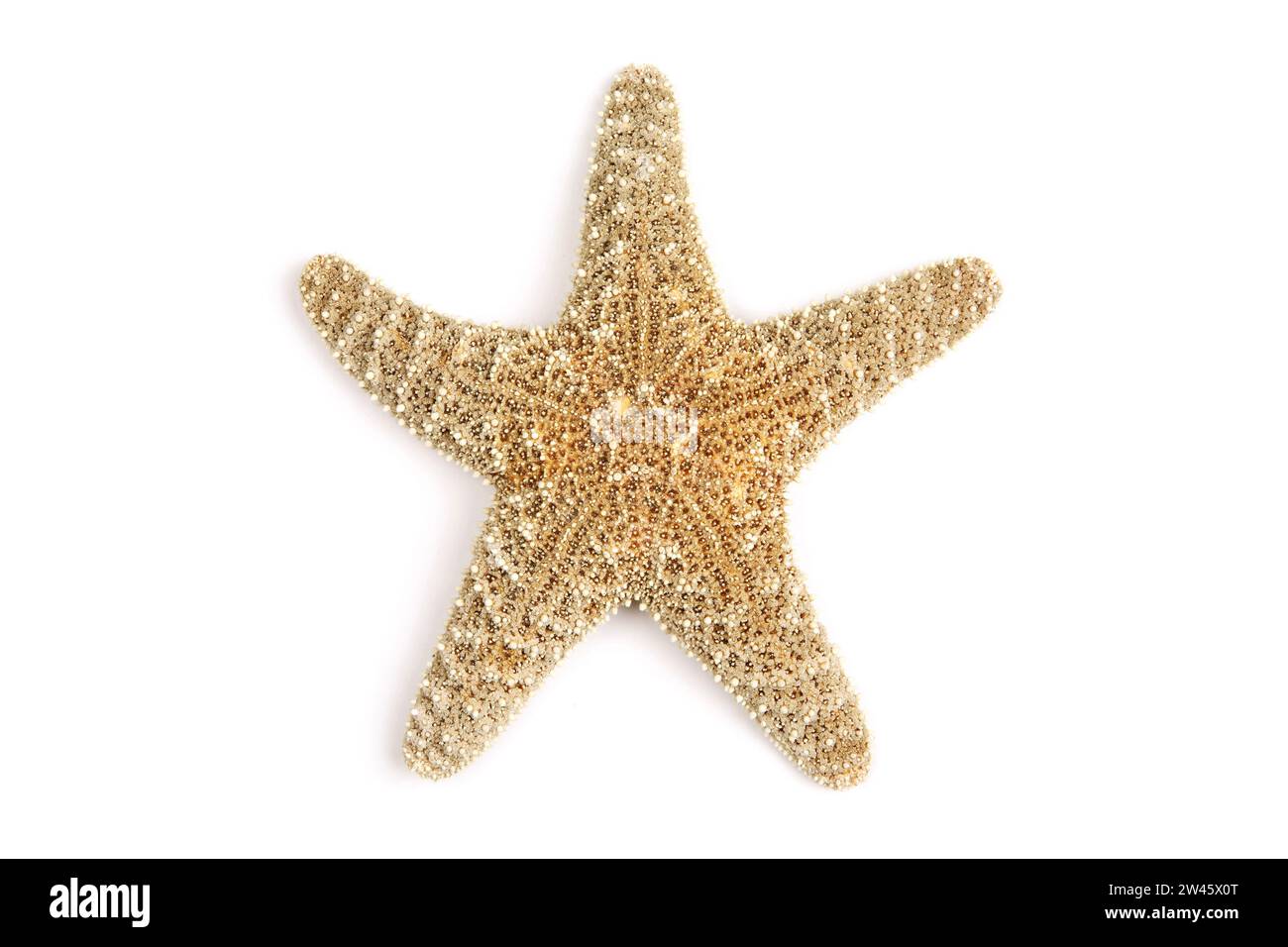 Seestern hi-res stock photography and images - Alamy