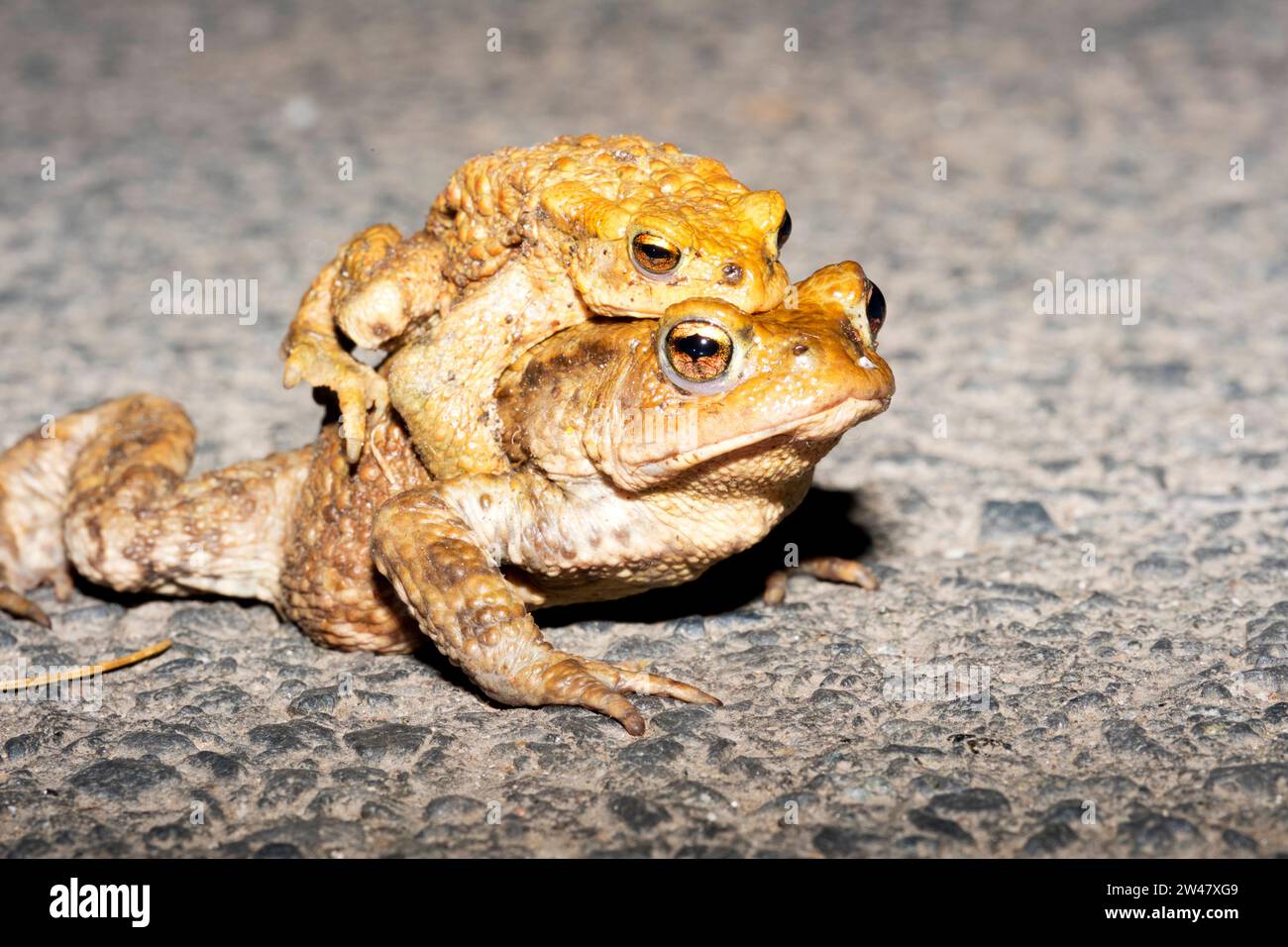 Artengefahrdung hi-res stock photography and images - Alamy