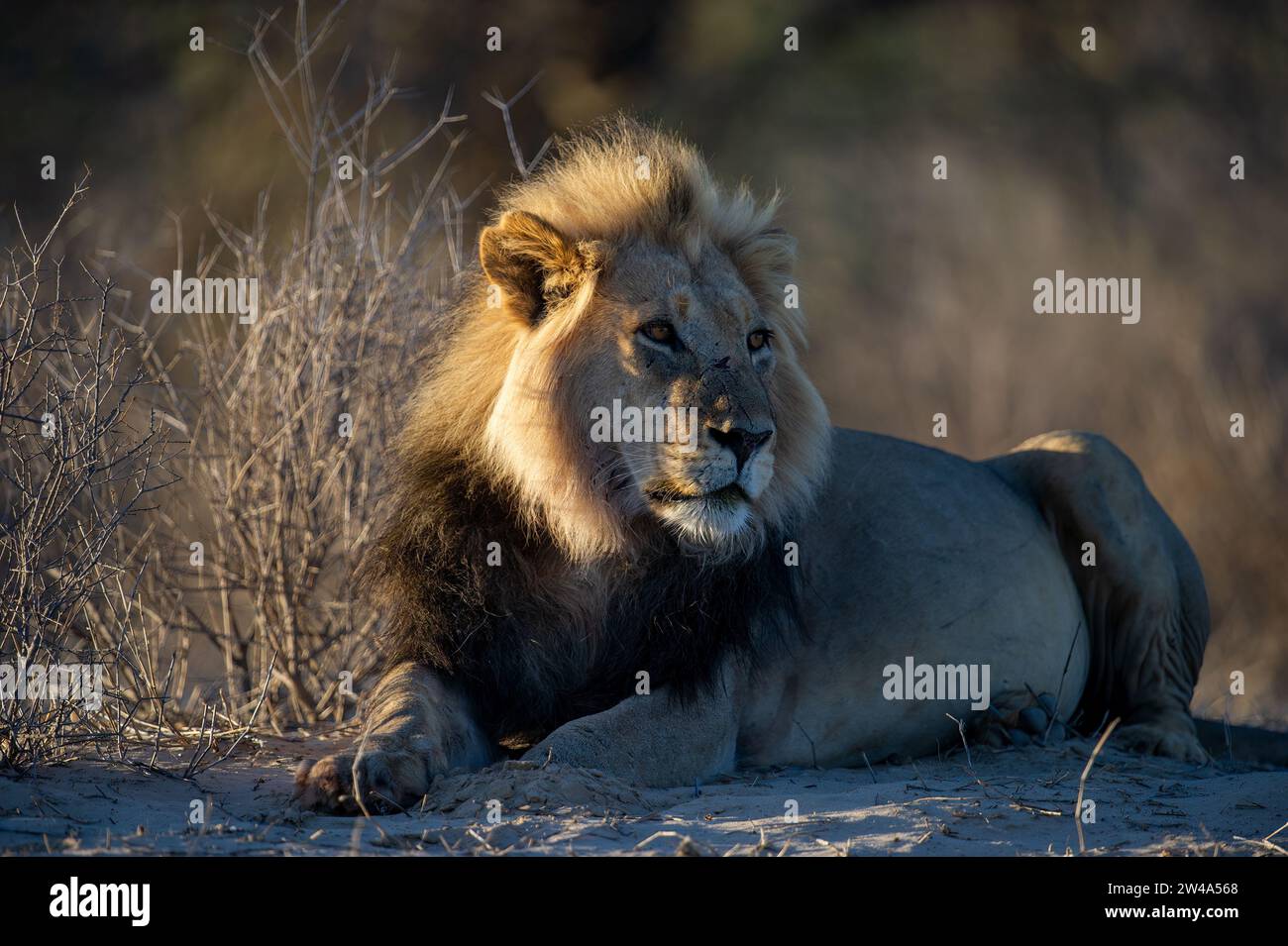 Lion (Panthera leo) Kgalagadi Transfrontier Park, South Africa Stock ...